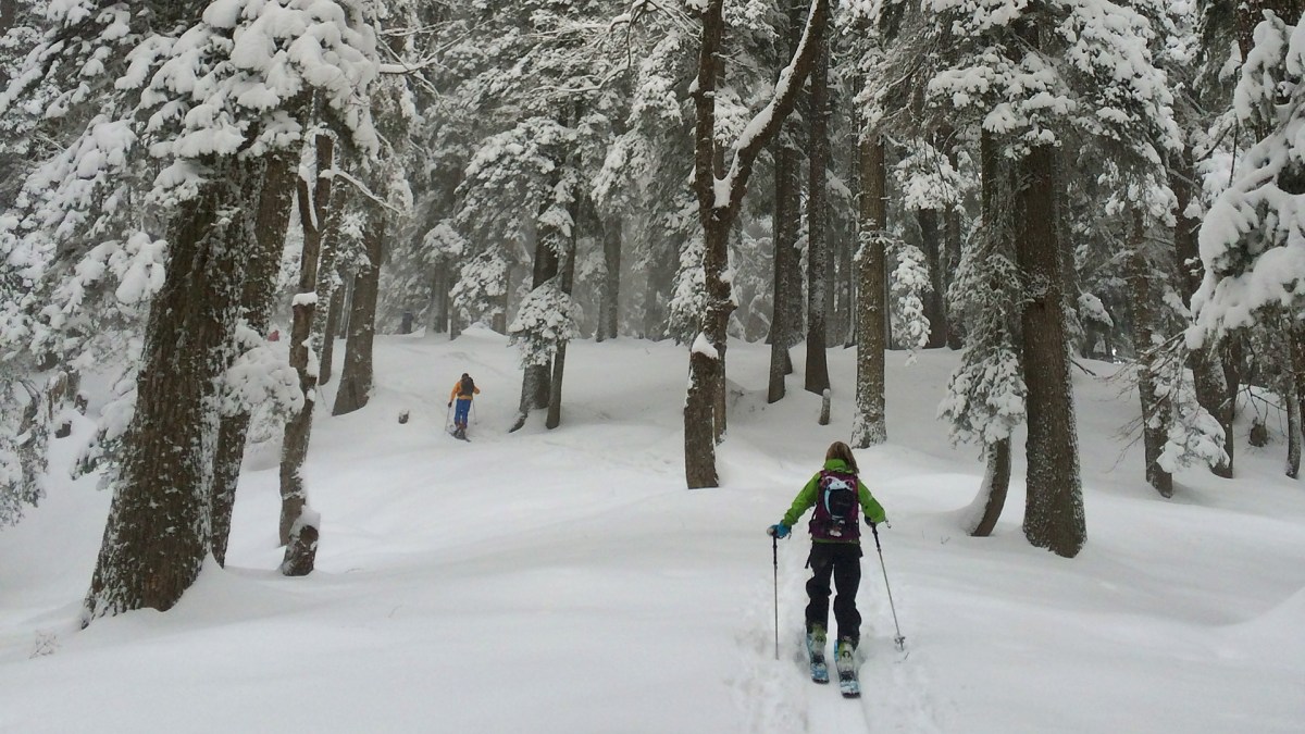 Leopard in the snow in Gulmarg, Kashmir – MonkeyMtn